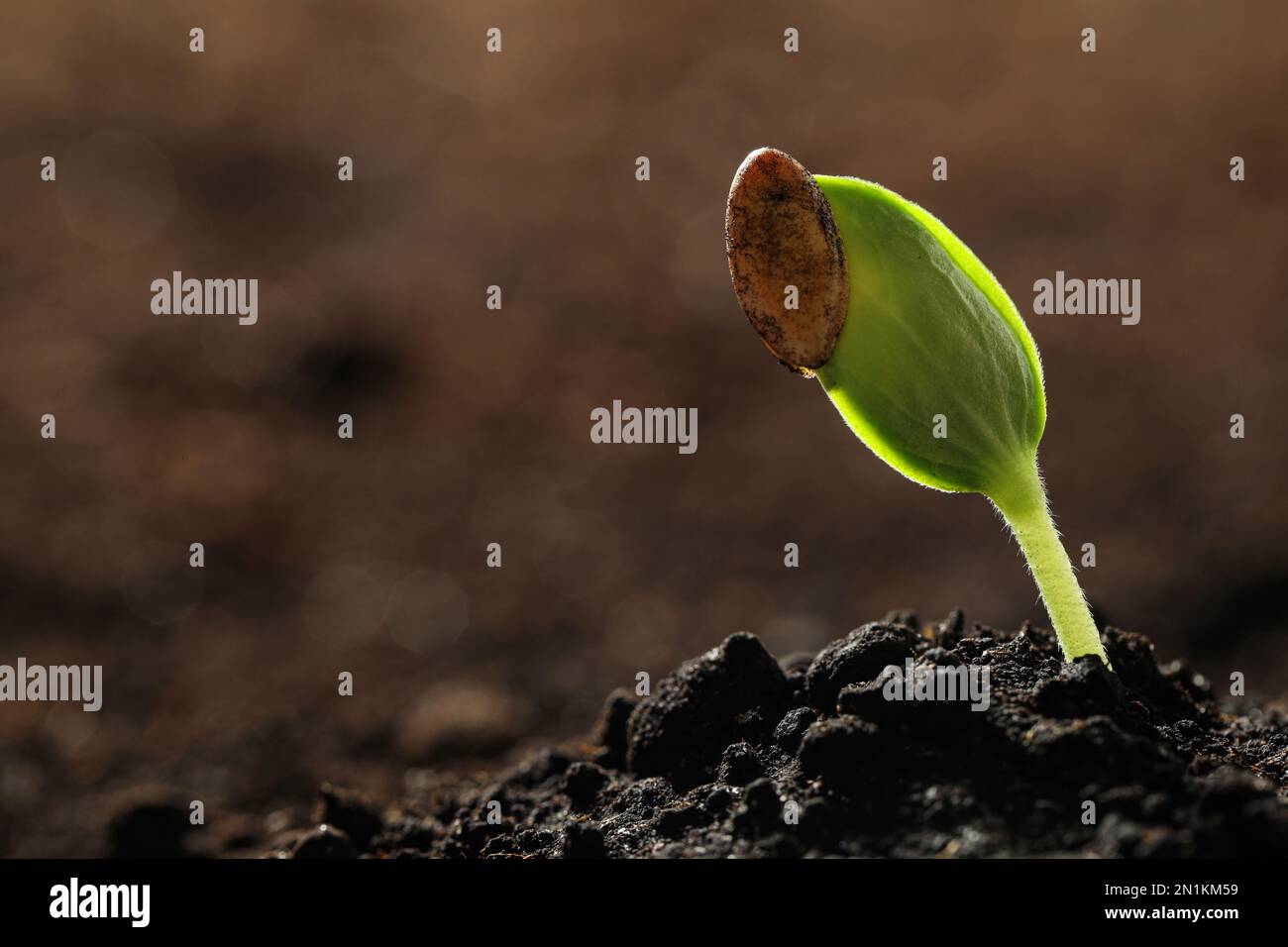 Young vegetable seedling growing in soil outdoors, space for text Stock ...