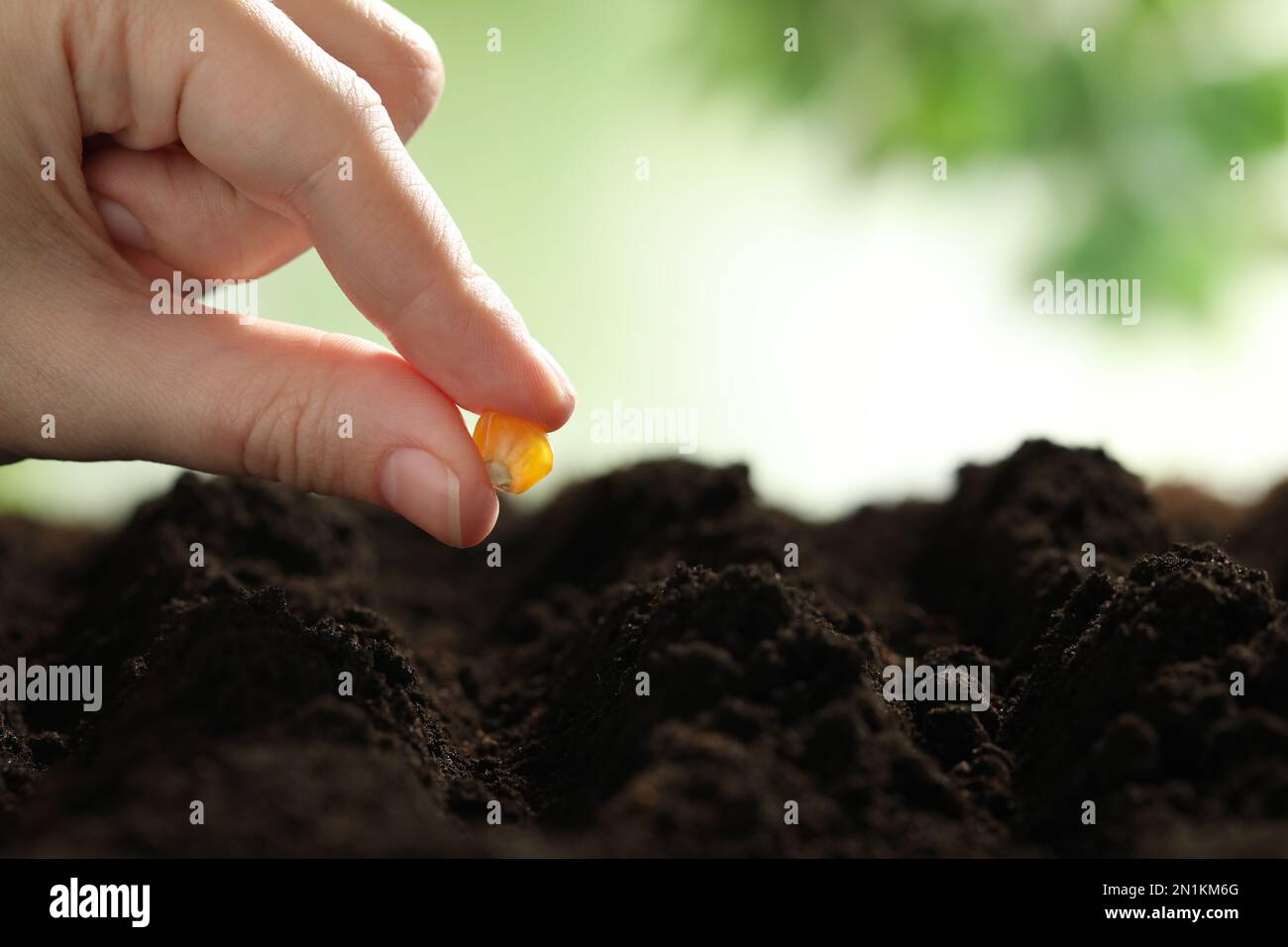 Woman putting corn seed into fertile soil against blurred background ...
