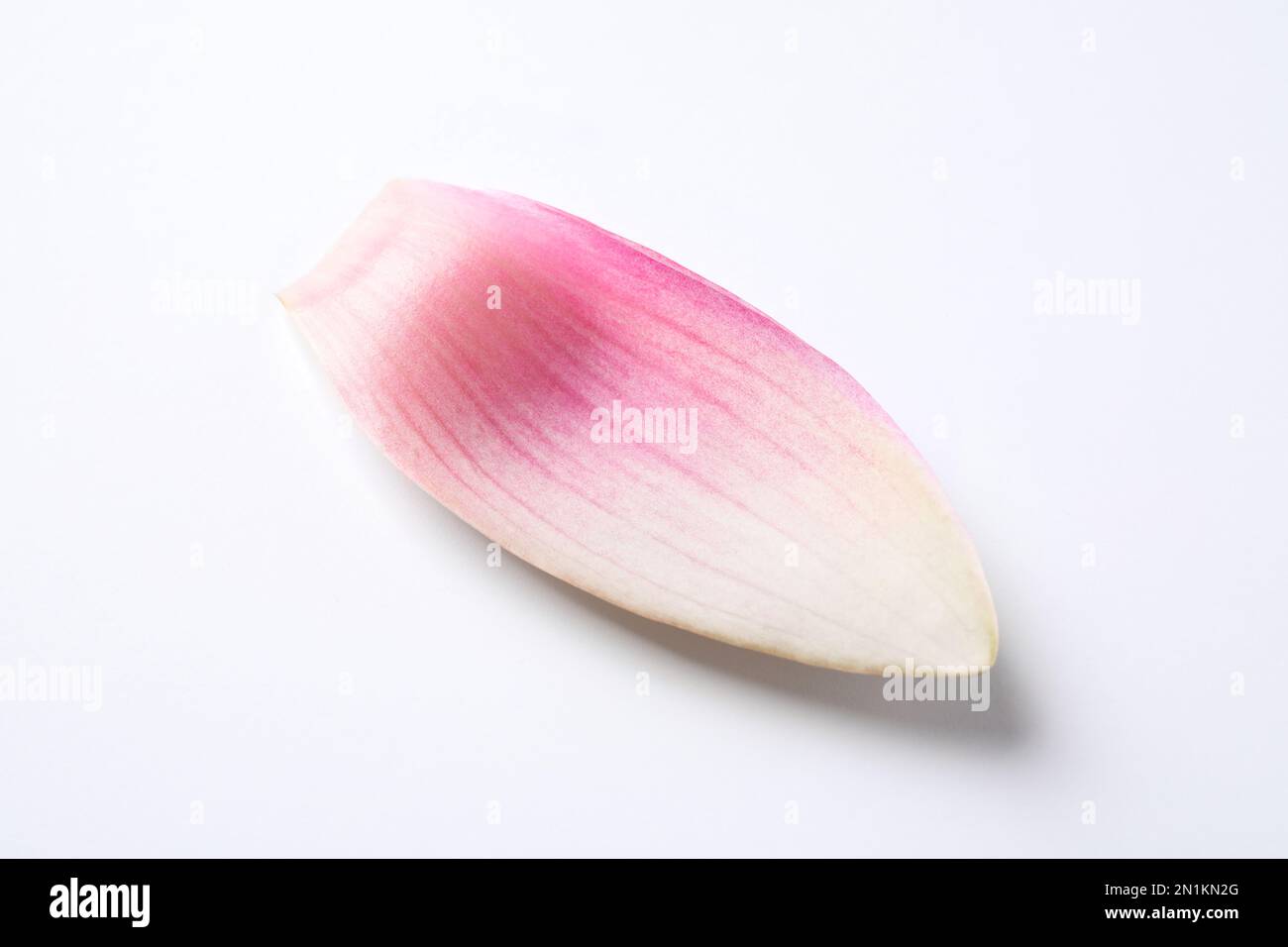 Beautiful pink lotus flower petal isolated on white Stock Photo - Alamy