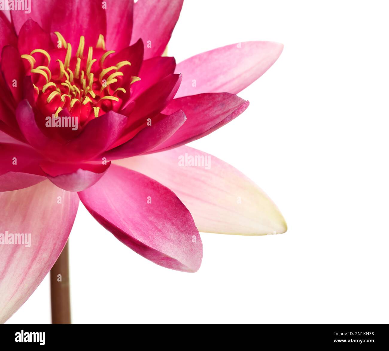 Beautiful blooming pink lotus flower on white background, closeup Stock ...