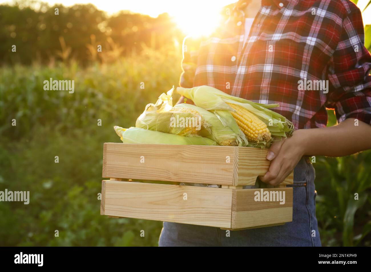 Woman with crate of ripe corn cobs in field, closeup Stock Photo - Alamy