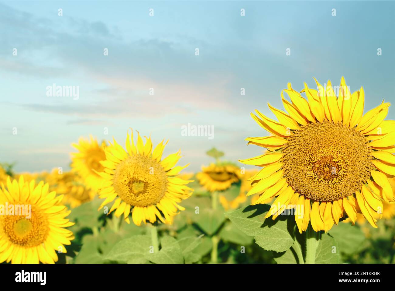 Beautiful blooming sunflowers hi-res stock photography and images - Alamy