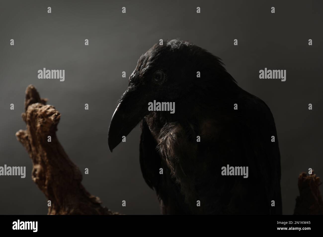 Beautiful common raven on dark background, closeup Stock Photo - Alamy