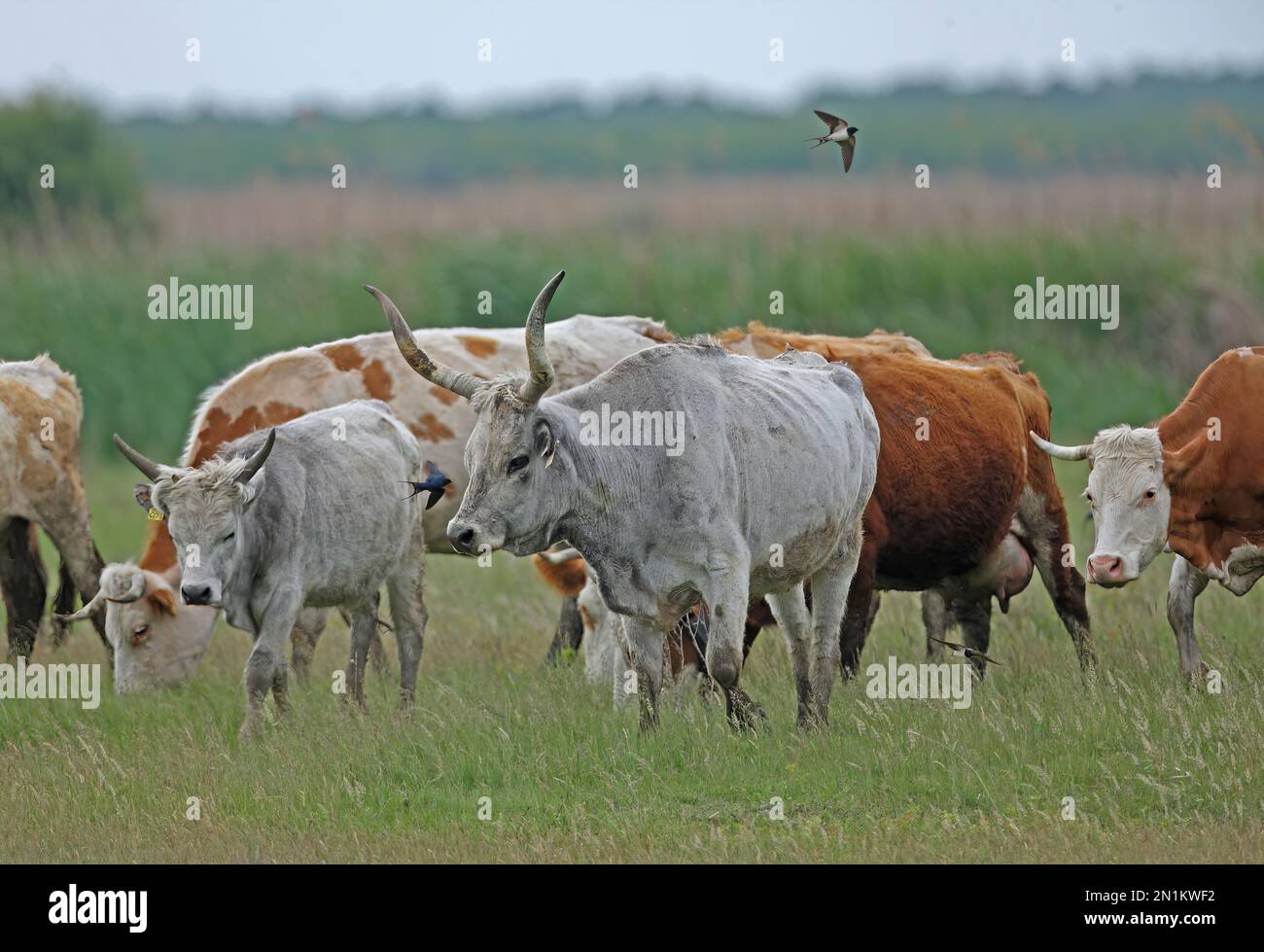 Hungarian Grey Cattle and Barn Swallow (Hirundo rustica) swallows ...