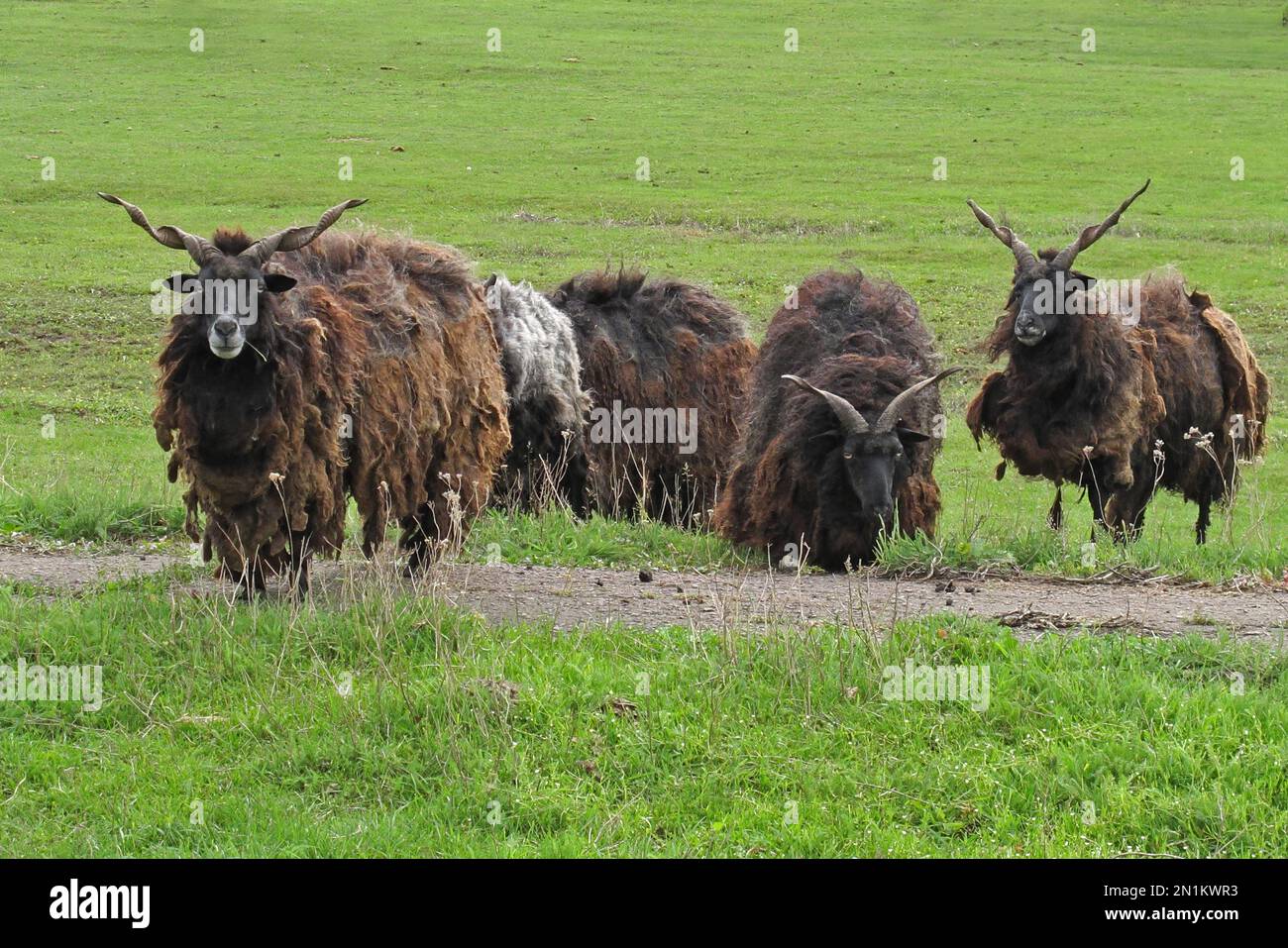 Racka sheep, small group of ancient and endangered breed Hungary May ...
