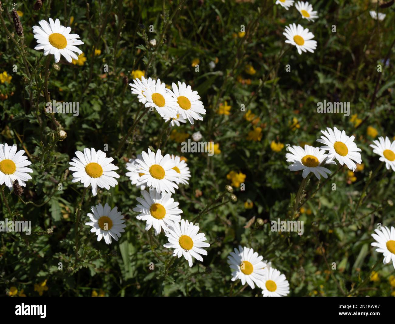White wildflower matricaria chamomilla hi-res stock photography and ...