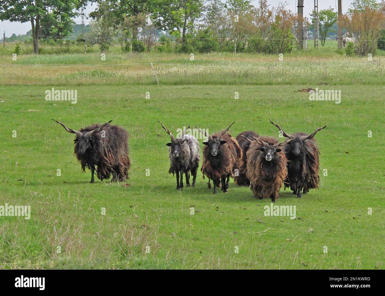 Racka sheep, small group of ancient and endangered breed Hungary May ...