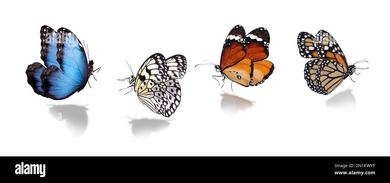 Set of different beautiful butterflies on white background. Banner ...