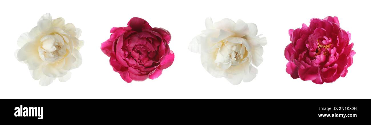 Set of different beautiful peony flowers on white background. Banner ...