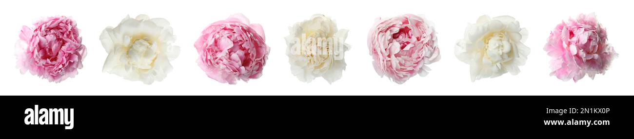 Set of different beautiful peony flowers on white background. Banner ...