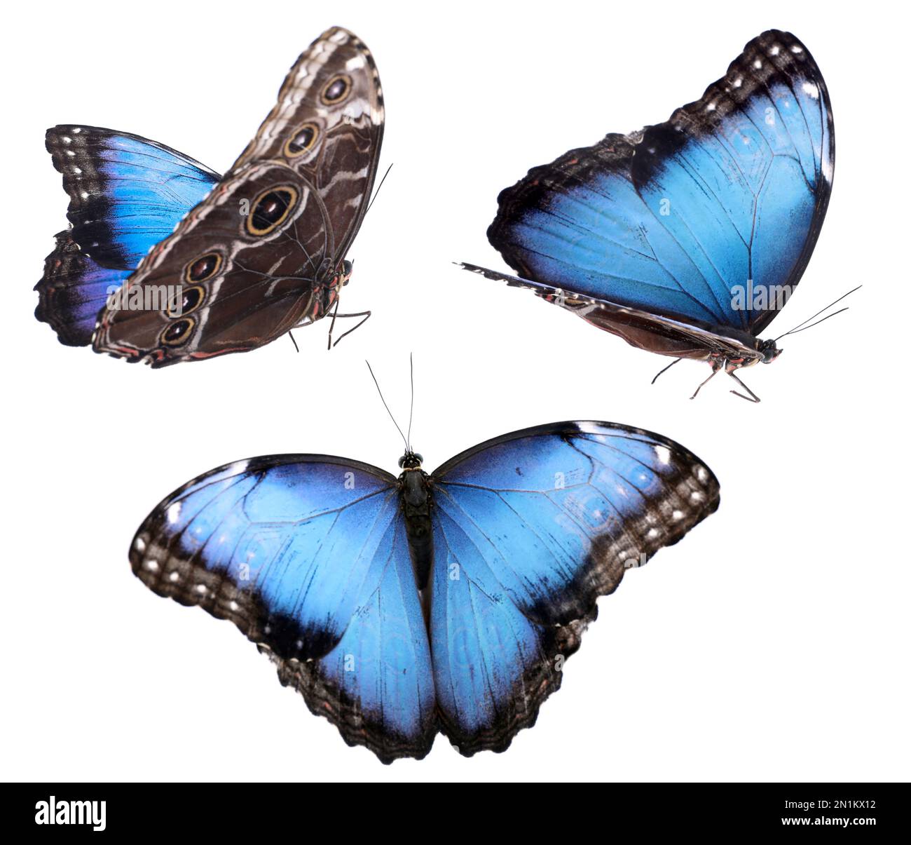 Set of beautiful blue morpho butterflies on white background Stock ...