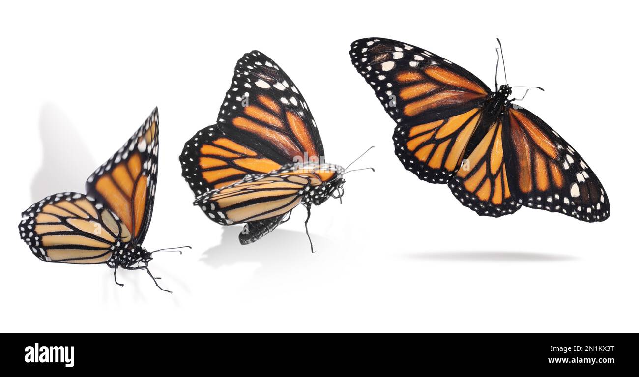 Monarch Butterfly Cut Out