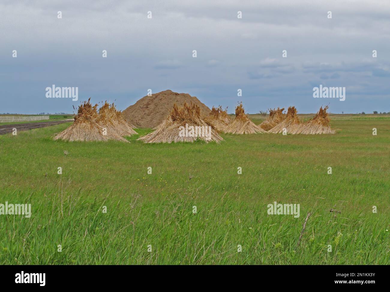 Reed drying hi-res stock photography and images - Alamy