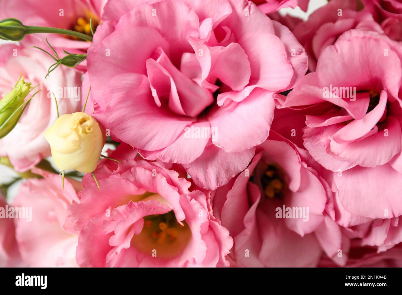 Beautiful pink eustoma flowers hi-res stock photography and images - Alamy