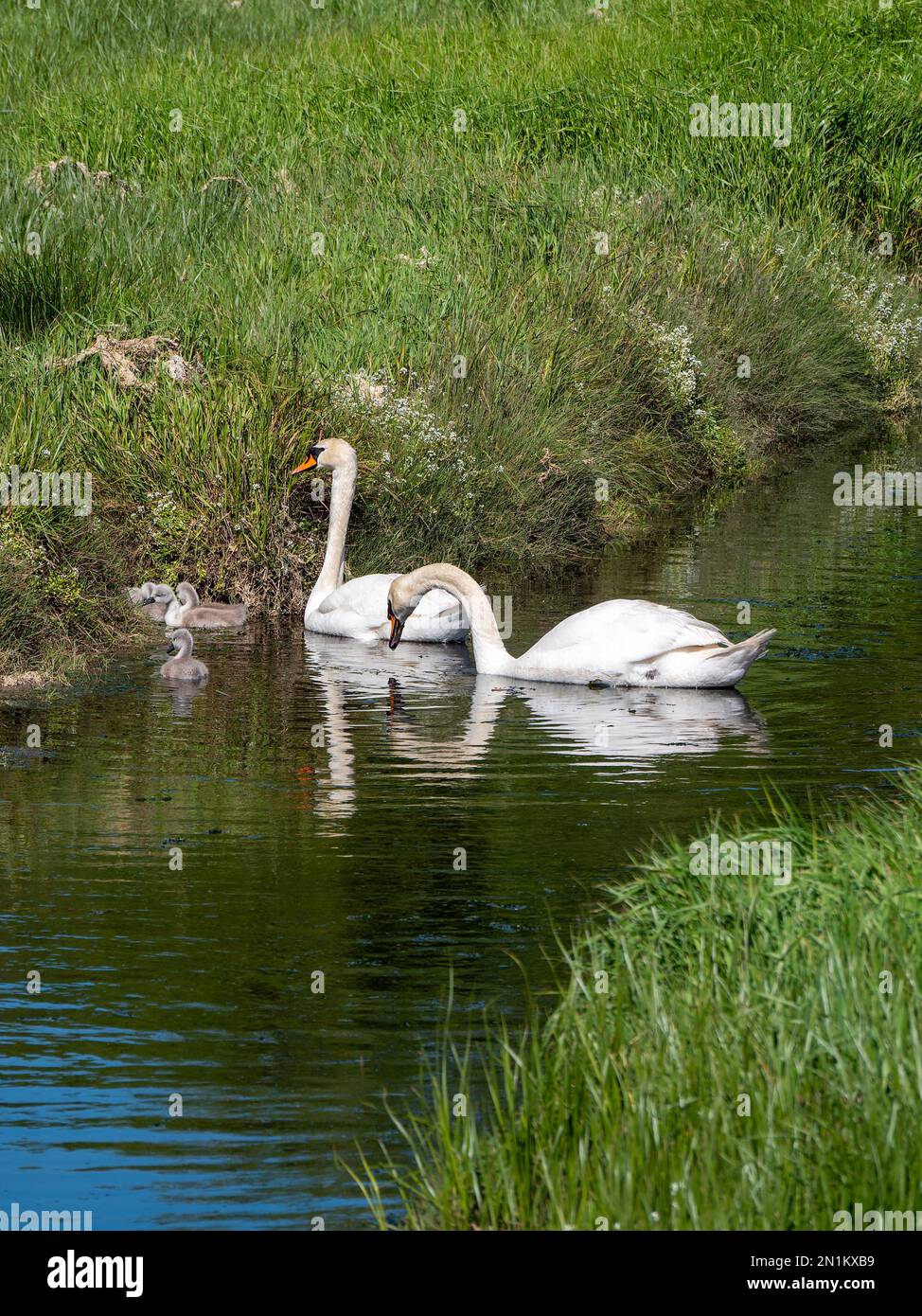The swan family. Two swans with chicks, stream. Birds in the wild ...