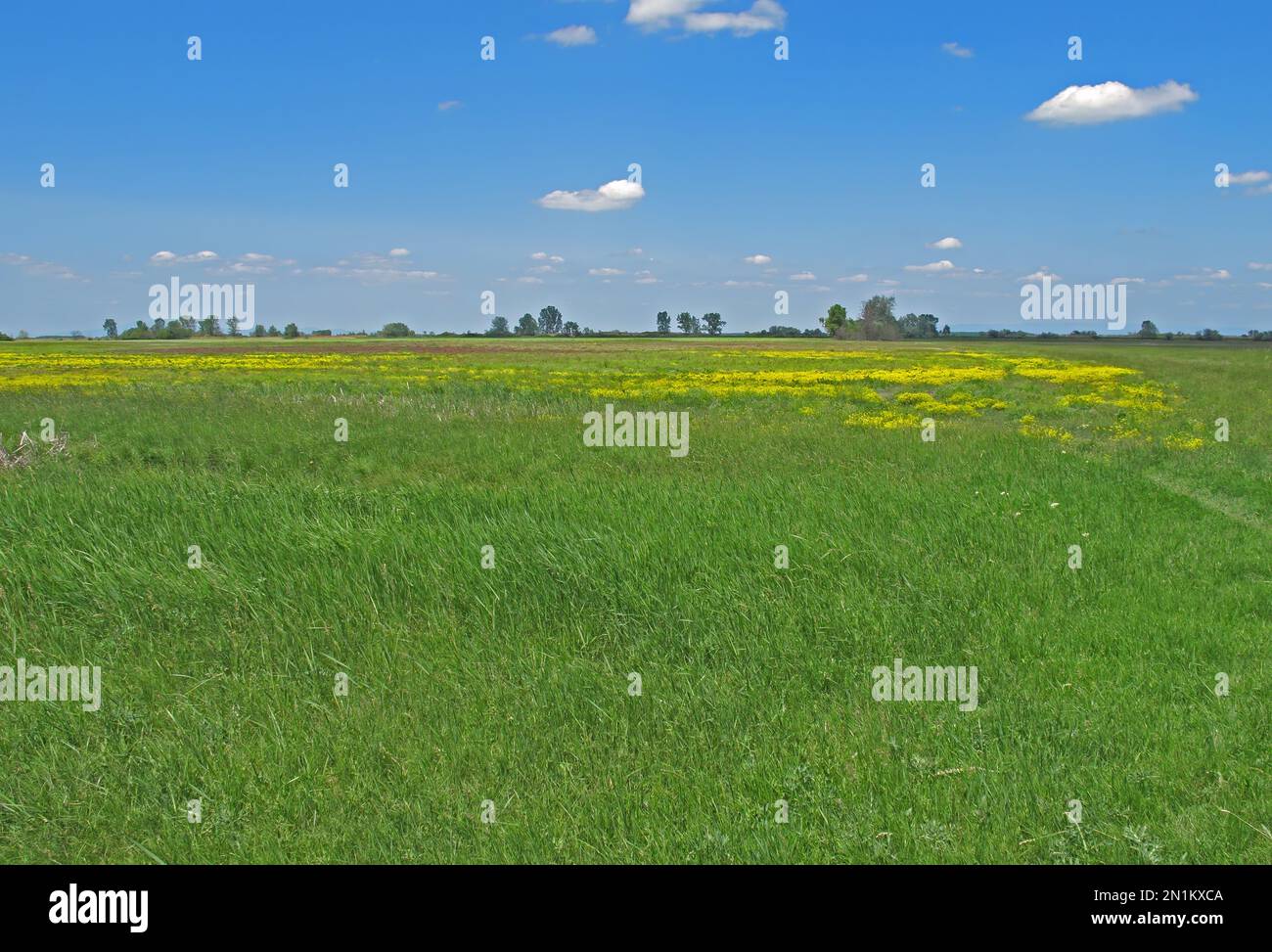 flower rich meadow on the puszta Hortobagy, Hungary May Stock Photo - Alamy