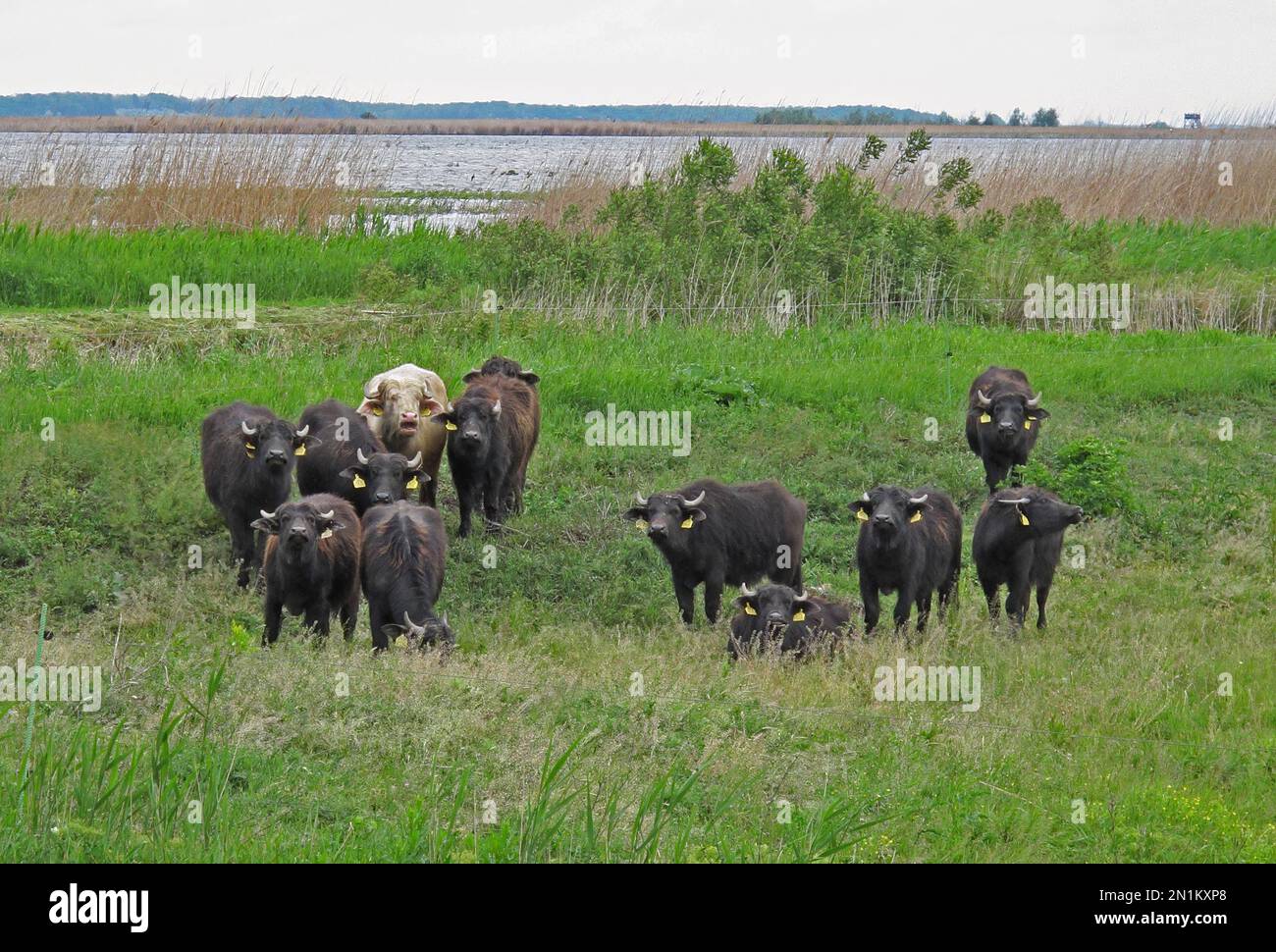 small heard of young domestic water buffalo used to manage habitat ...