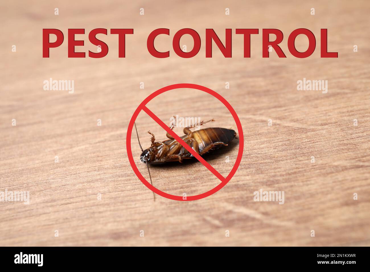 Dead cockroach with red prohibition sign on wooden floor. Pest control ...