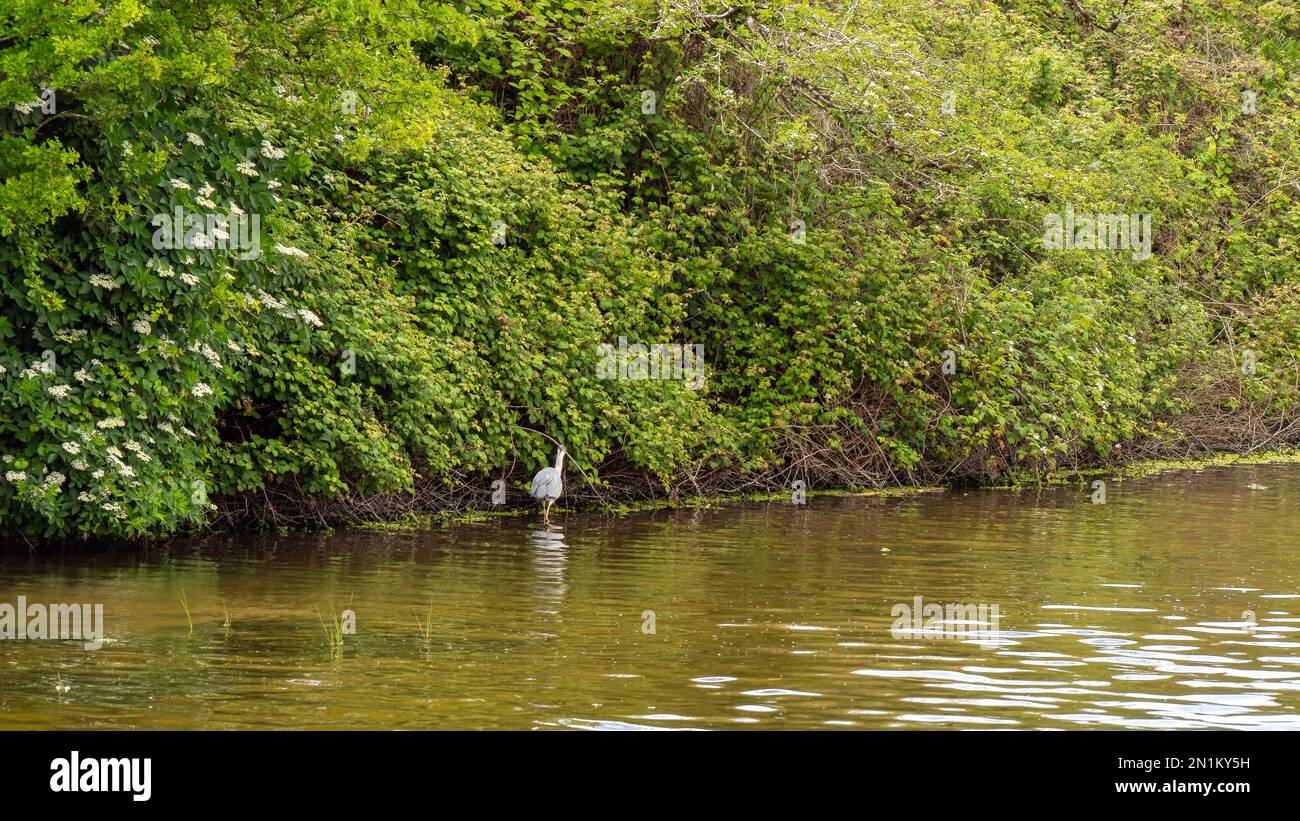 Swampy terrain and bird. The shores of the lake, vegetation. Wildlife ...