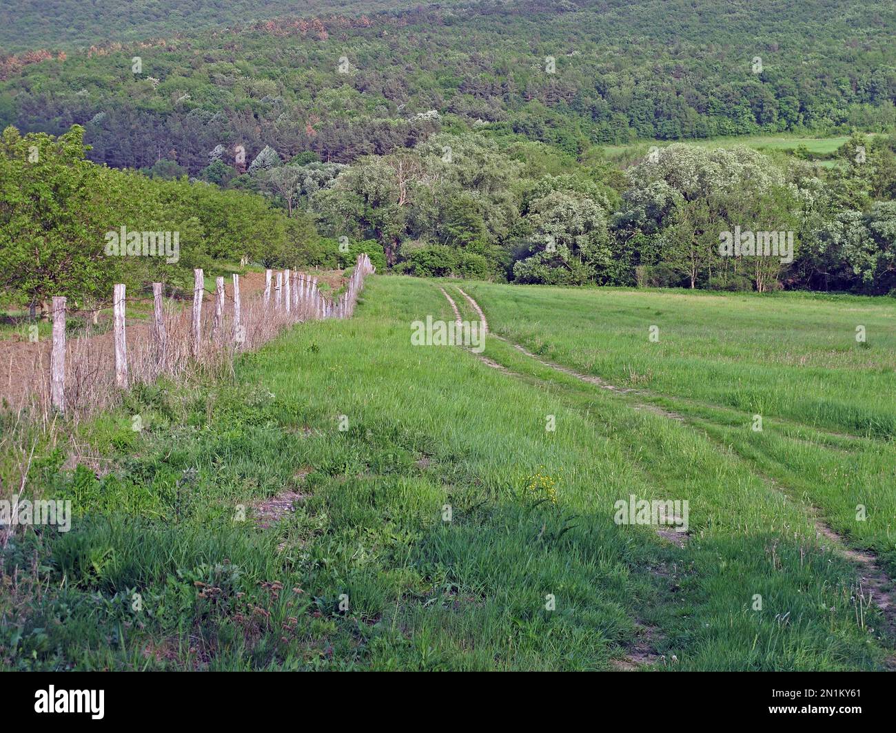 Walnut plantation hi-res stock photography and images - Alamy