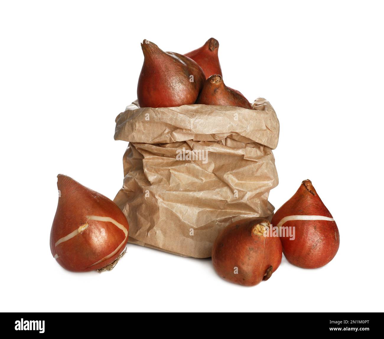 Tulip bulbs in paper bag on white background Stock Photo - Alamy