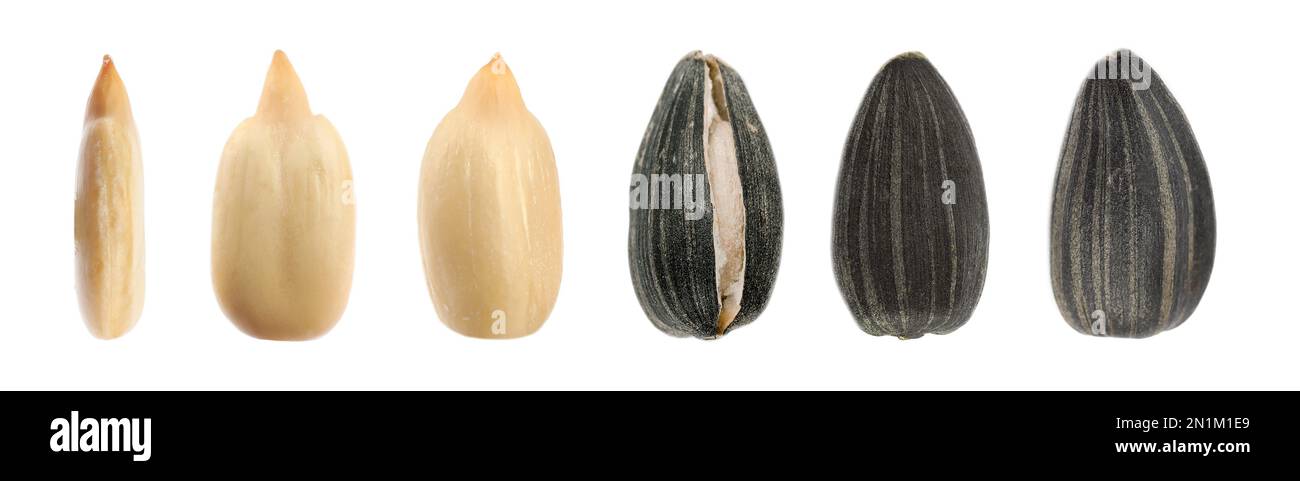 Set of sunflower seeds on white background. Banner design Stock Photo ...