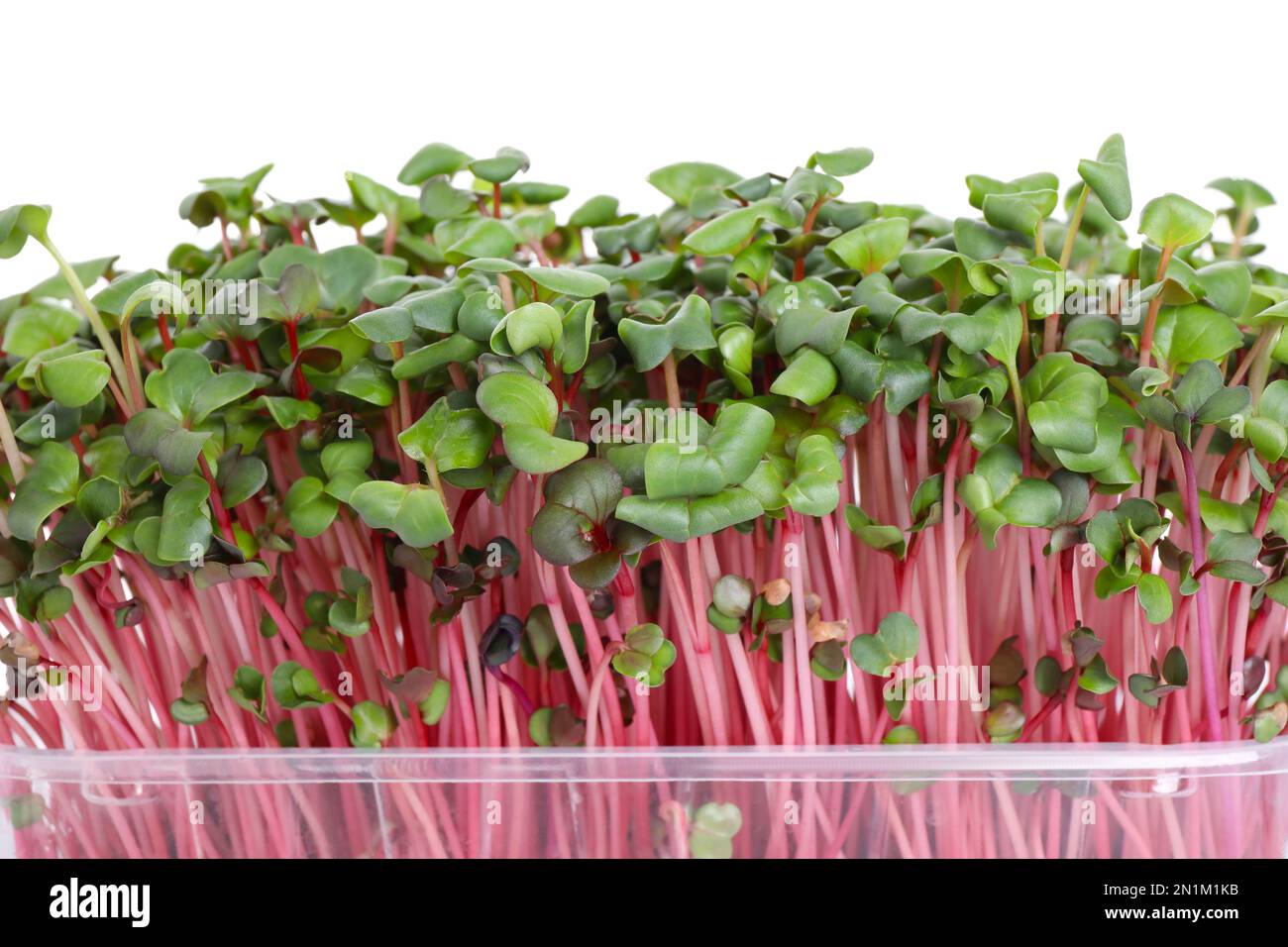 Fresh organic microgreens on white background, closeup Stock Photo - Alamy