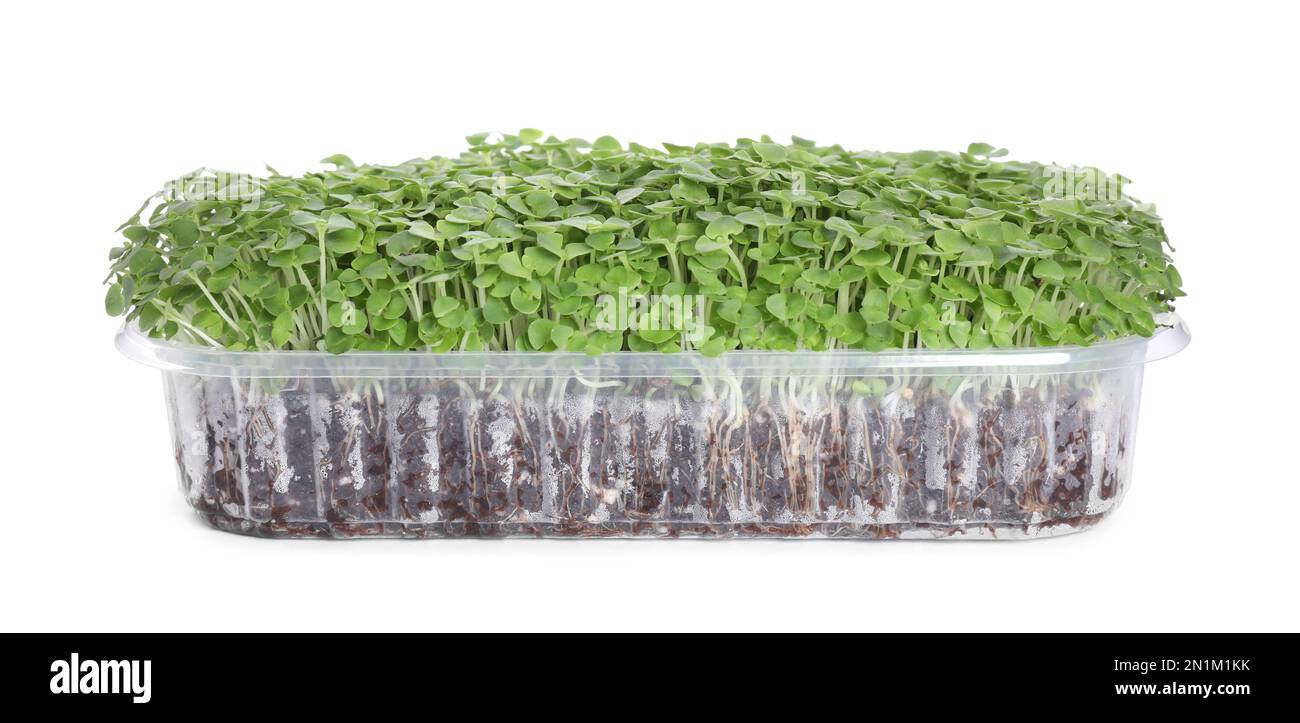 Fresh organic microgreens in plastic container on white background Stock Photo - Alamy