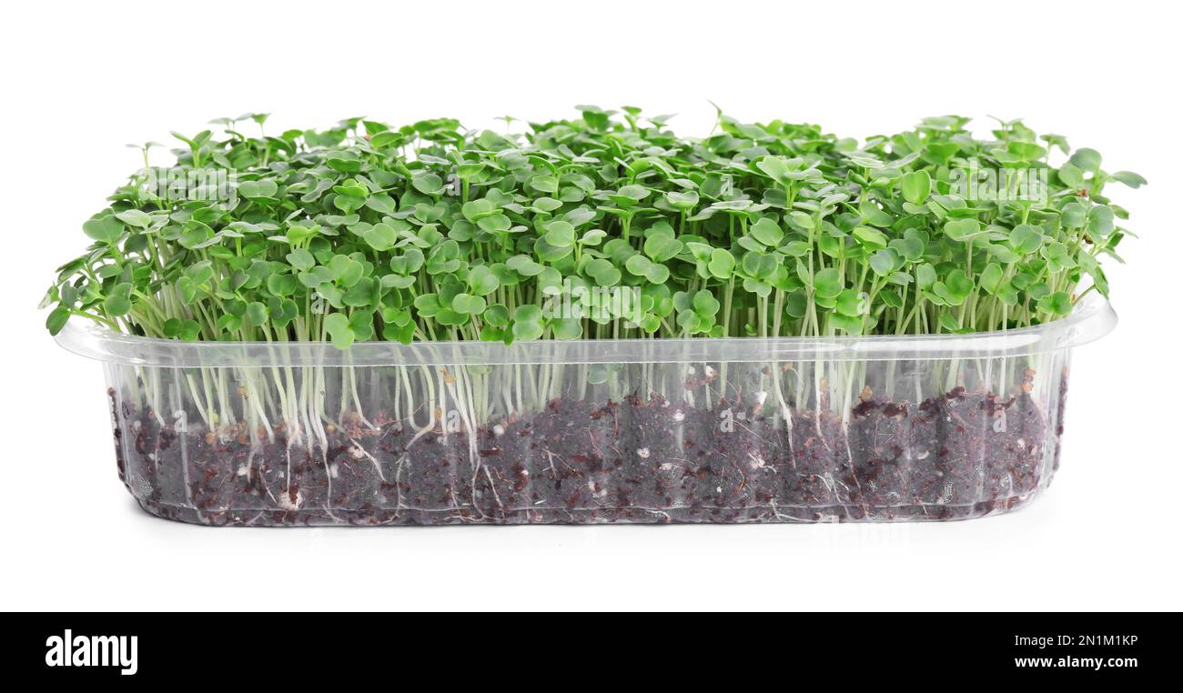 Fresh organic microgreens in plastic container on white background ...