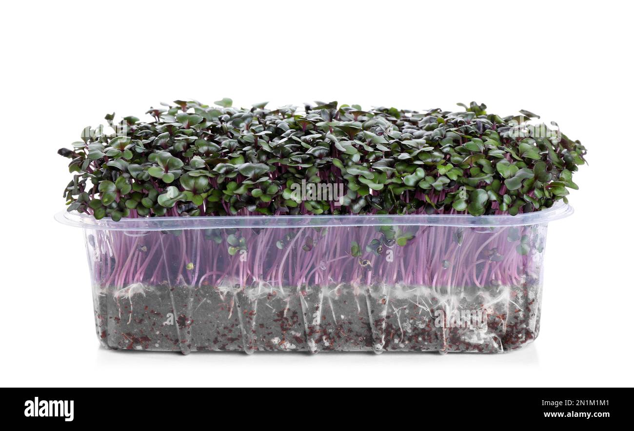 Fresh organic microgreens in plastic container on white background Stock Photo - Alamy