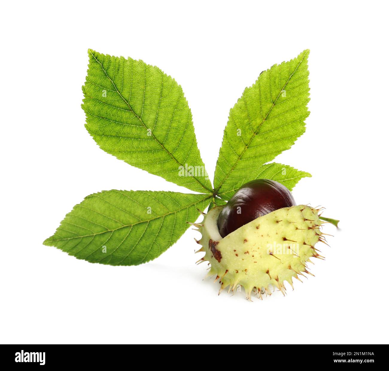 Horse chestnuts and tree leaf on white background Stock Photo - Alamy