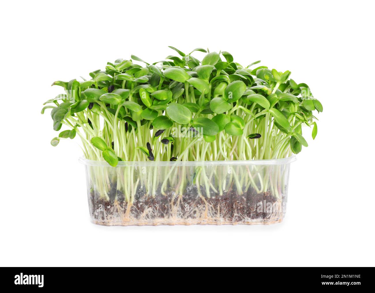 Fresh organic microgreens in plastic container on white background Stock Photo - Alamy