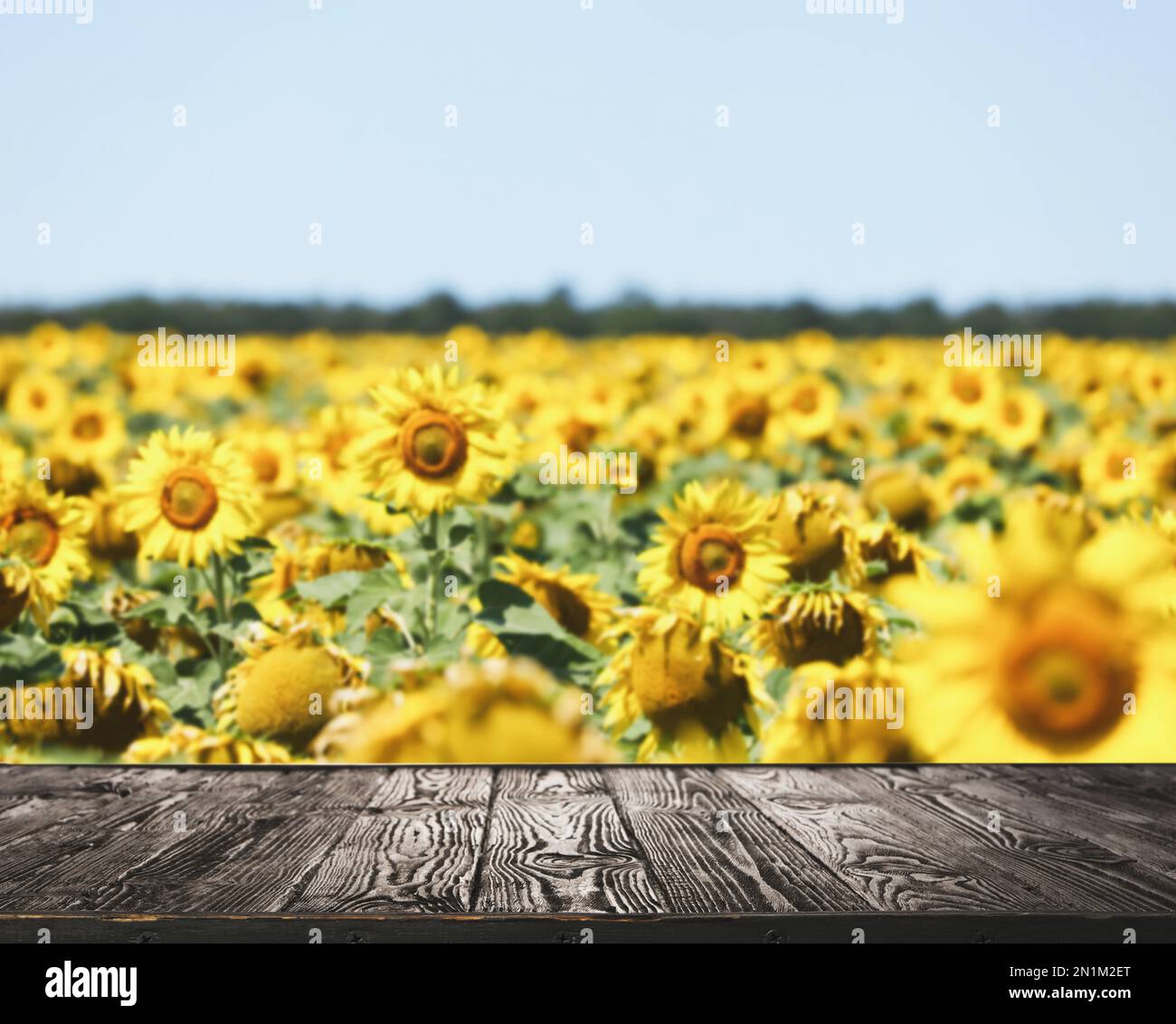 Empty wooden surface in sunflower field under blue sky Stock Photo - Alamy