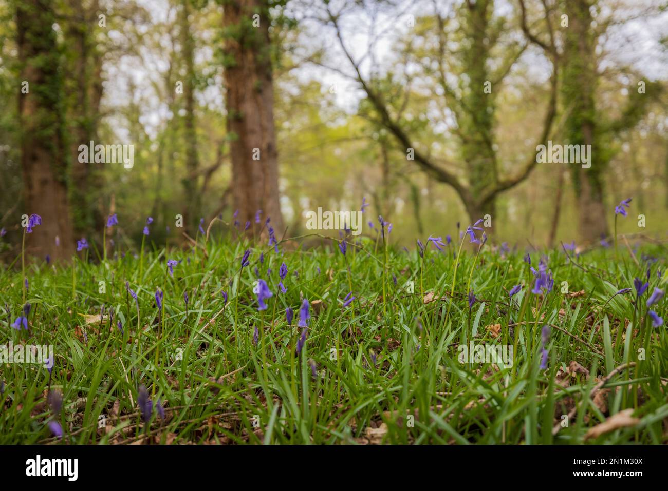 Bluebells in woodland Stock Photo - Alamy