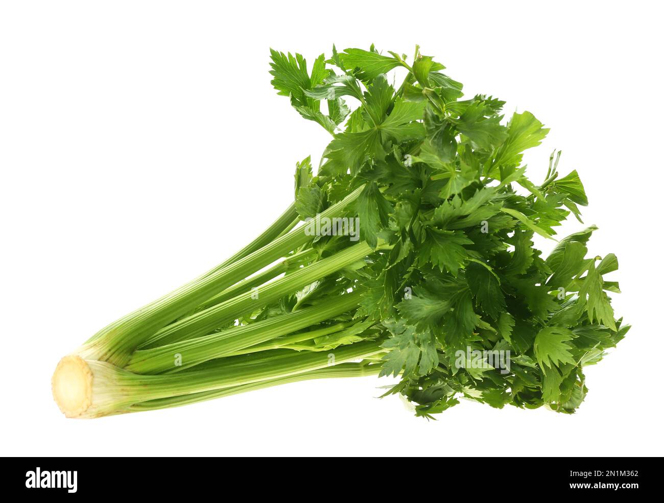 Fresh juicy celery on hi-res stock photography and images - Alamy
