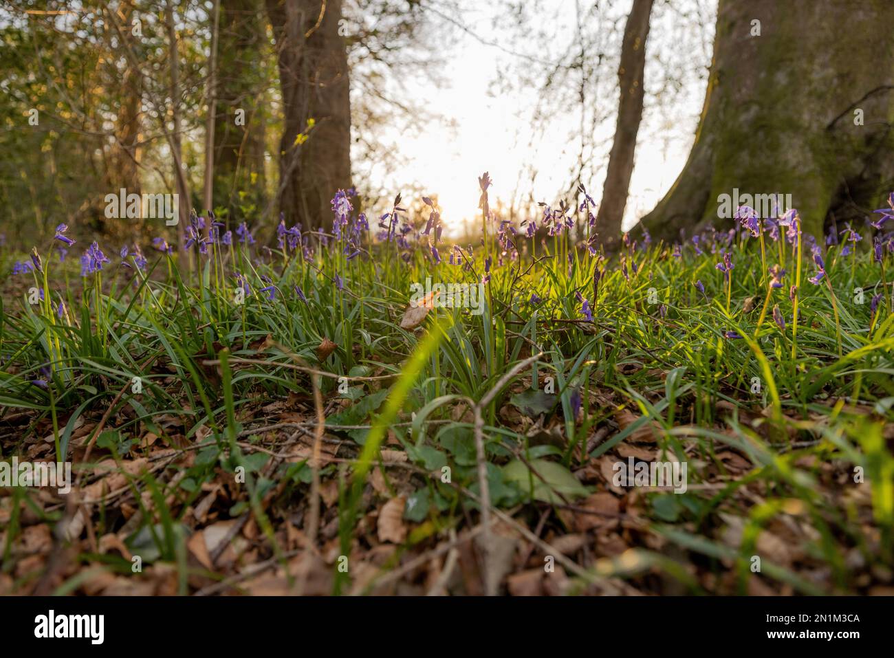 Bluebells in woodland Stock Photo - Alamy