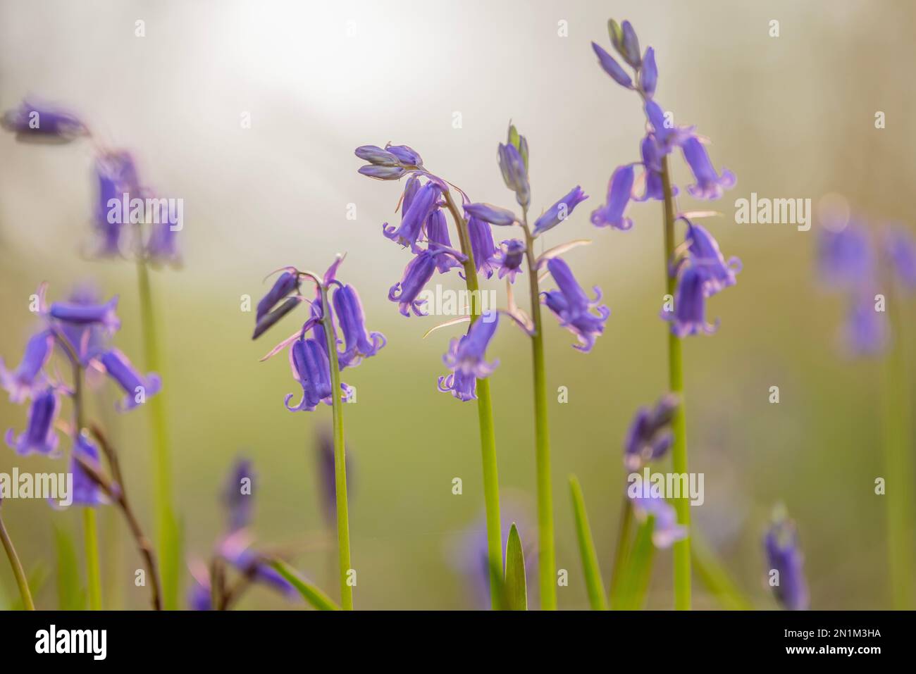 Bluebells in woodland Stock Photo - Alamy