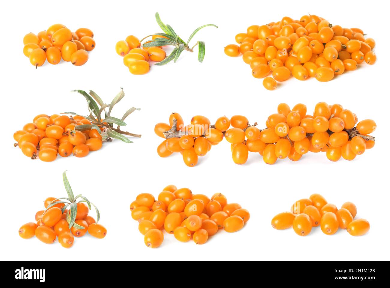 Set of fresh sea buckthorn berries on white background Stock Photo - Alamy