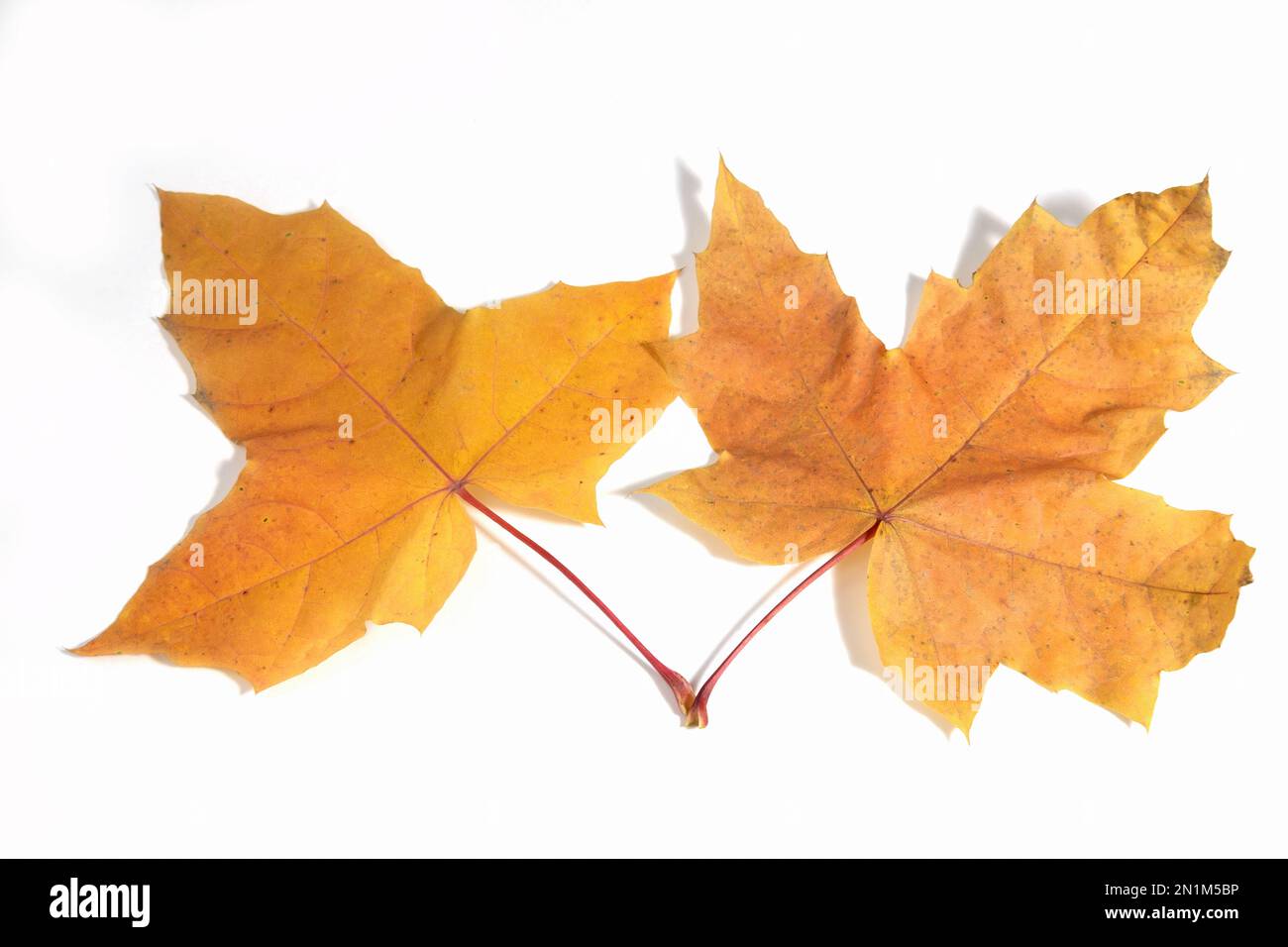 Autumn yellow orange wedge leaf close up isolated on white background ...