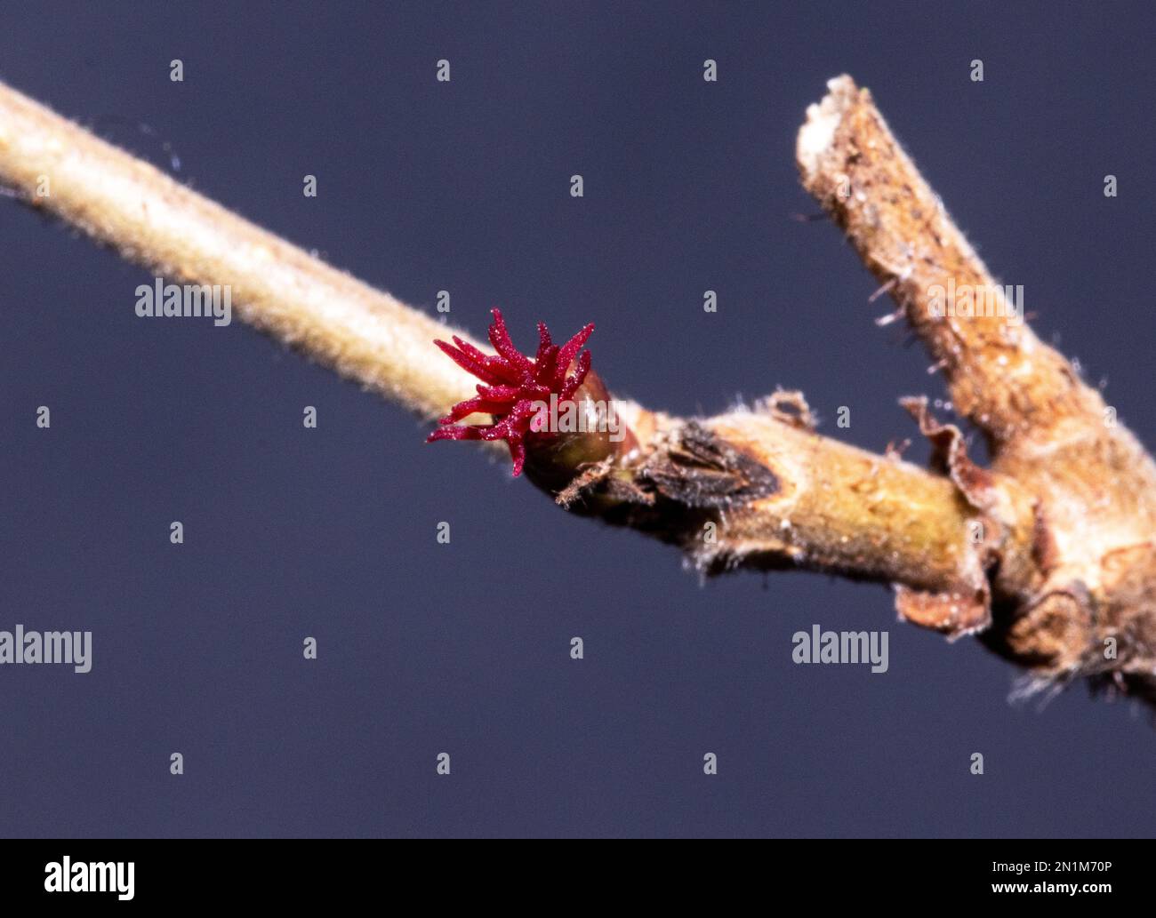 The female catkins of the Hazel tree appear after the larger male ...