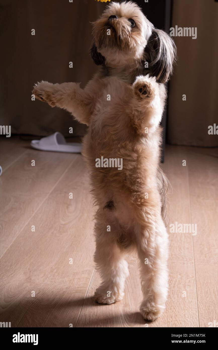 photo small breed Shih Tzu dog standing on his hind legs at home Stock ...