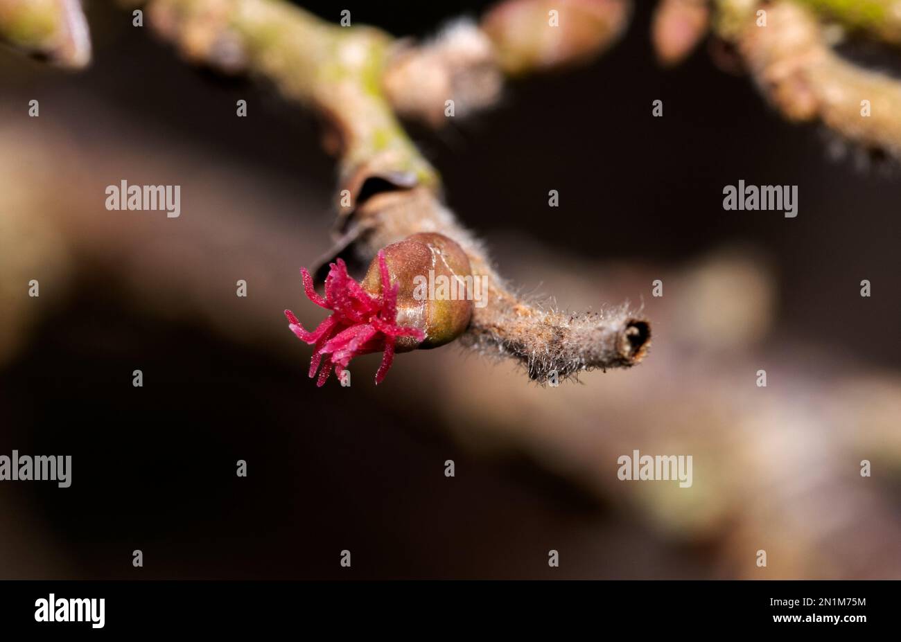 The female catkins of the Hazel tree appear after the larger male ...