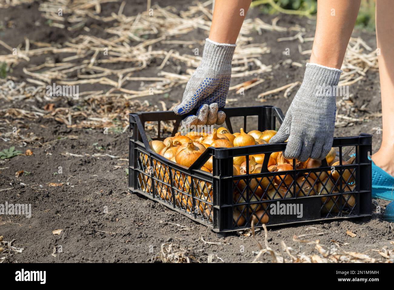 a farmer carries a box of fresh onions. farmer grows onions. farmer ...