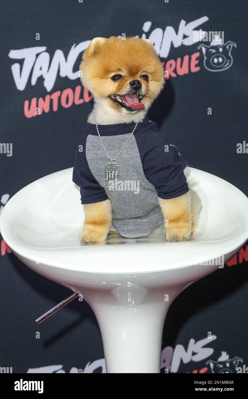 Jiff The Pomeranian attends the premiere of 'Janoskians: Untold and ...
