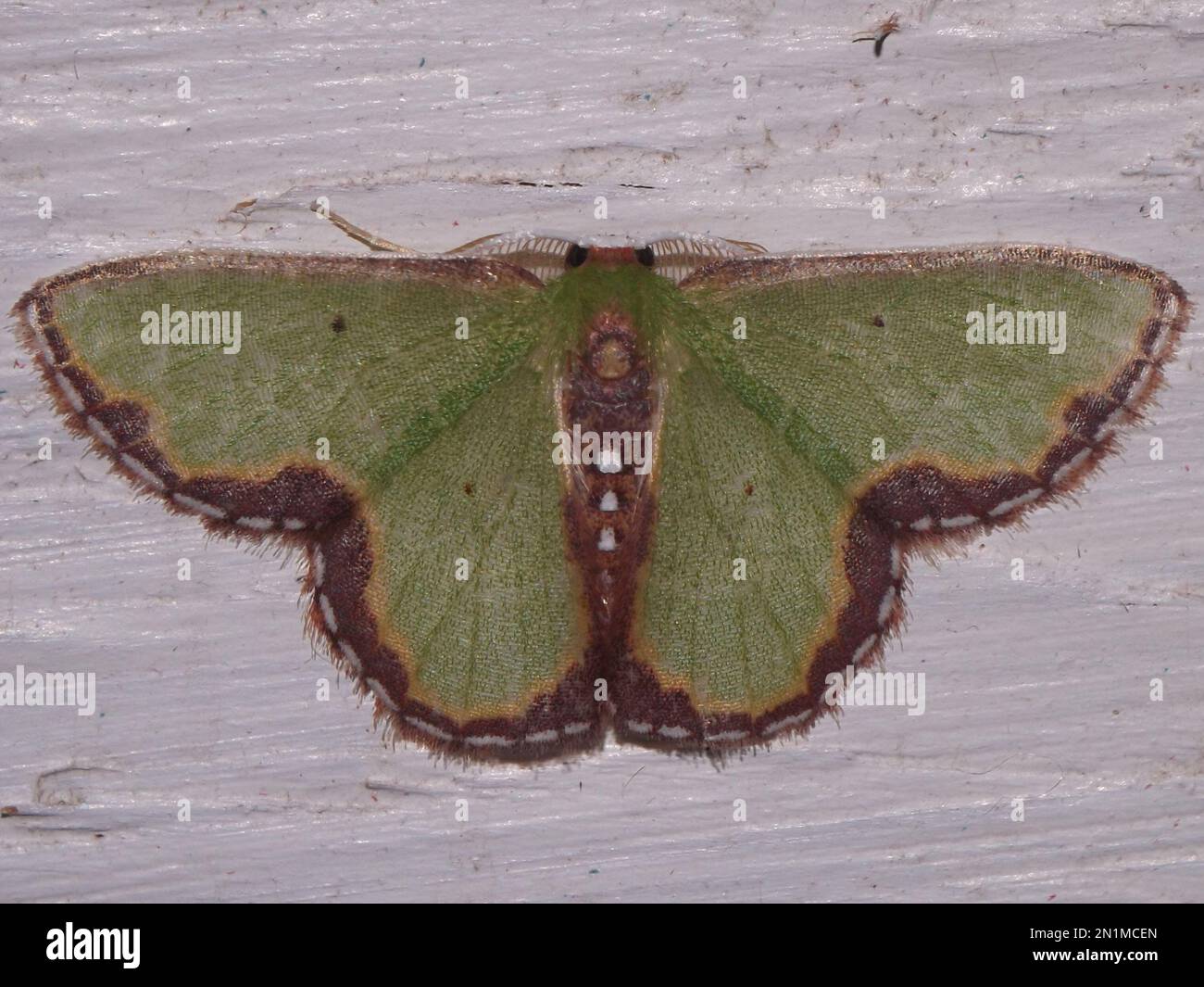 Geometer moth (Family Geometridae) Geometrinae - Synchlora species ...
