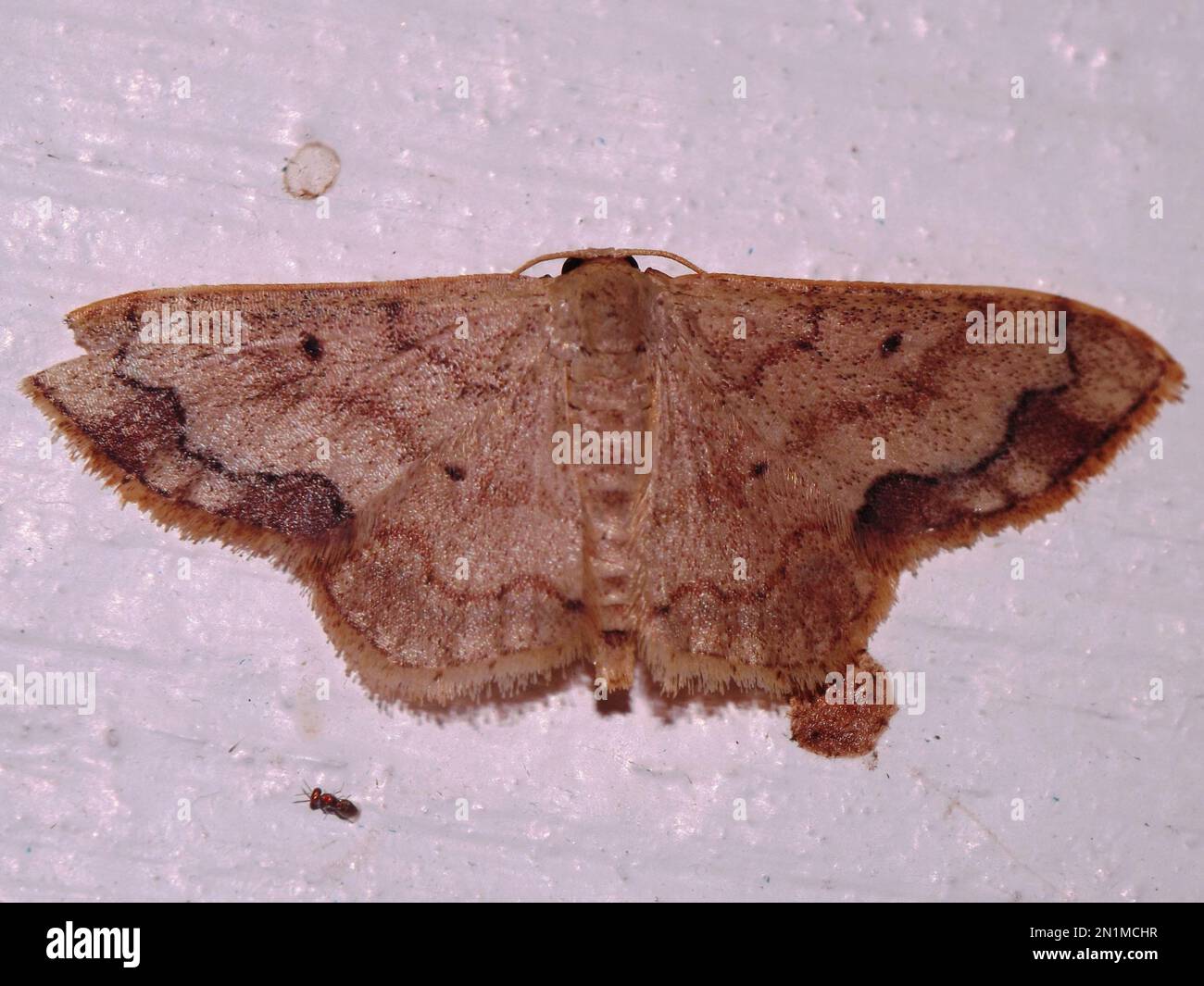Geometer Moth (Family Geometridae) Idaea species isolated on a white ...