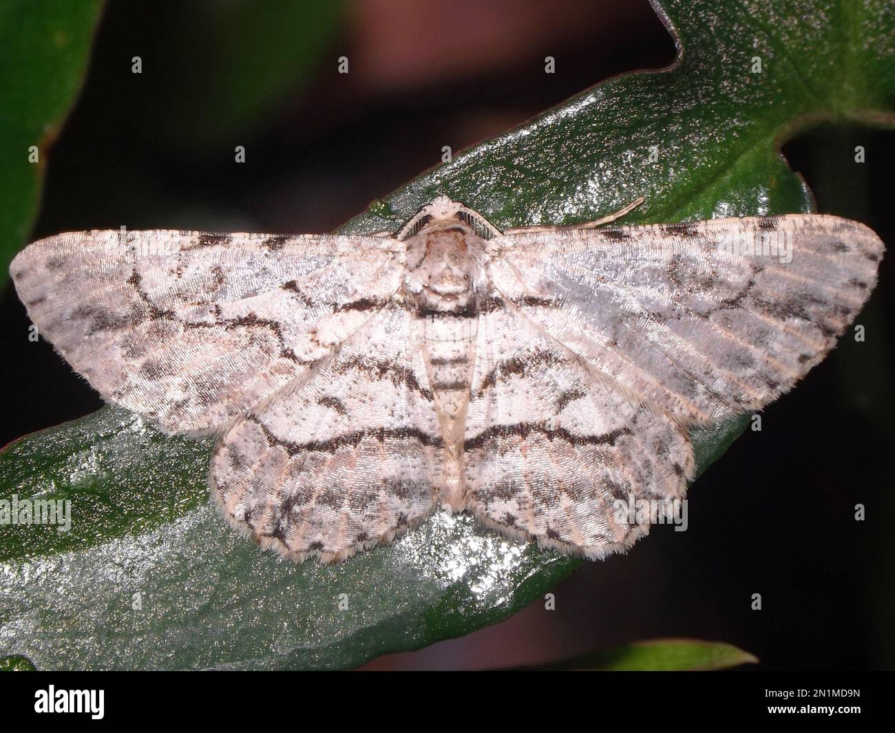 Geometer moth (family Geometridae) indeterminate species isolated on a ...