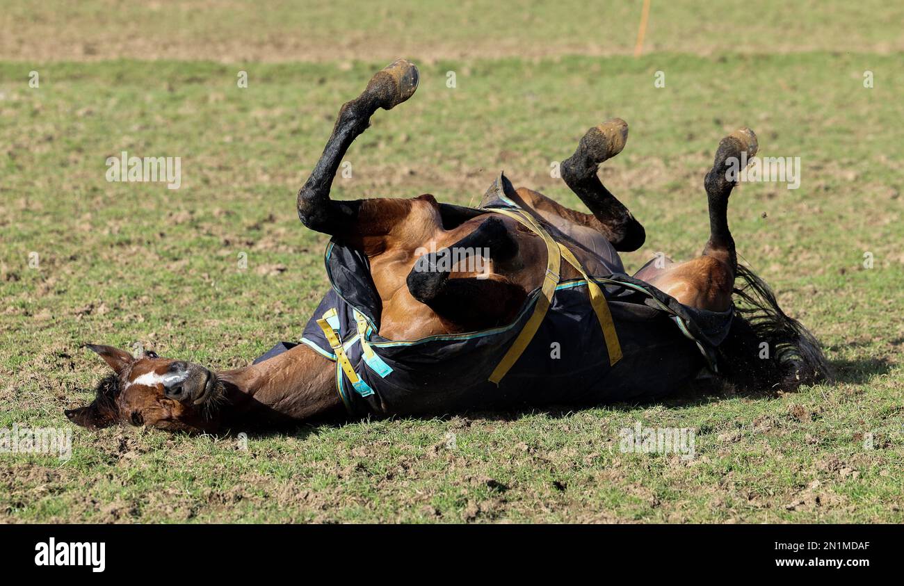 Mud shark hi-res stock photography and images - Alamy