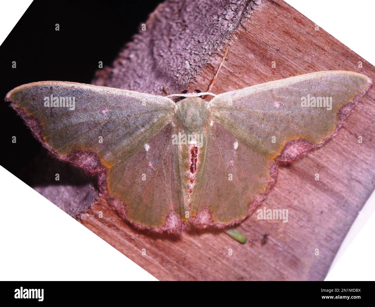 Geometer moth (family Geometridae) indeterminate species isolated on a dark background from the ...