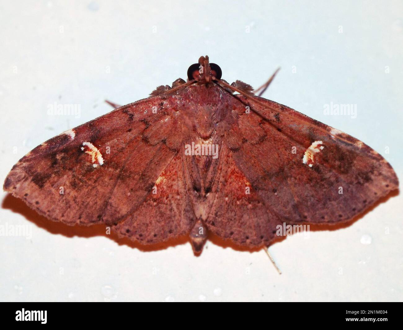Geometer moth (family Geometridae) indeterminate species isolated on a ...